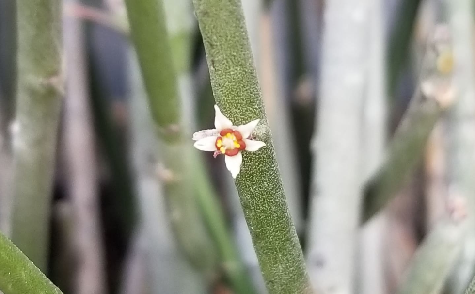 Candelilla | Candelilla