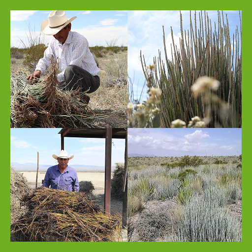 Candelilla | Candelilla